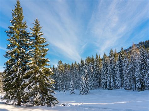 Winter Landscape Forest Free Photo On Pixabay