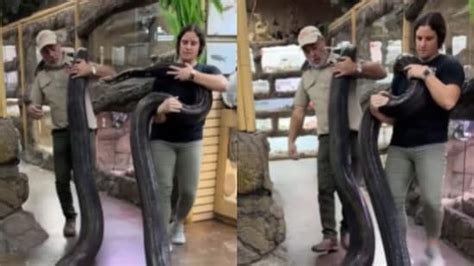 Man And Woman Grab Massive Pythons On Their Shoulders Internet Calls