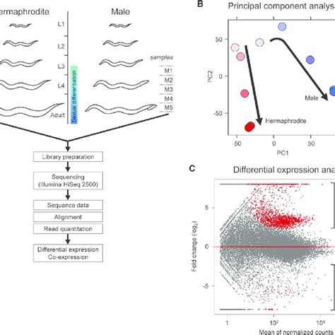 Developmental Transcriptome Of The Two Sexes In C Elegans Download Scientific Diagram