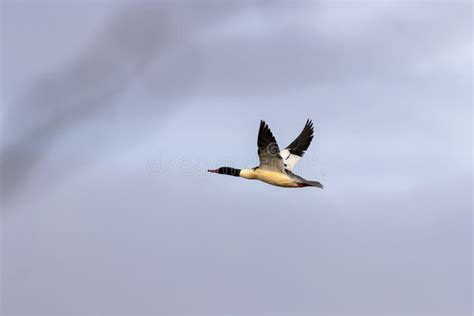 Common Merganser In Flight During Migration To South Stock Image