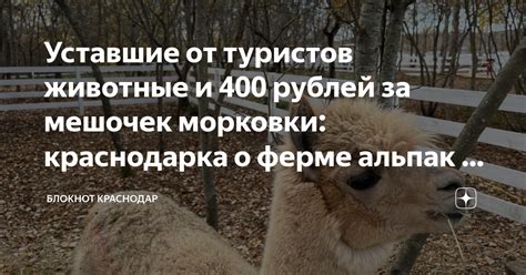 Уставшие от туристов животные и 400 рублей за мешочек морковки краснодарка о ферме альпак в