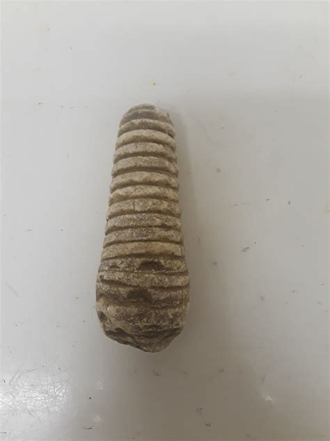 Cephalopod Id Fossil Id The Fossil Forum