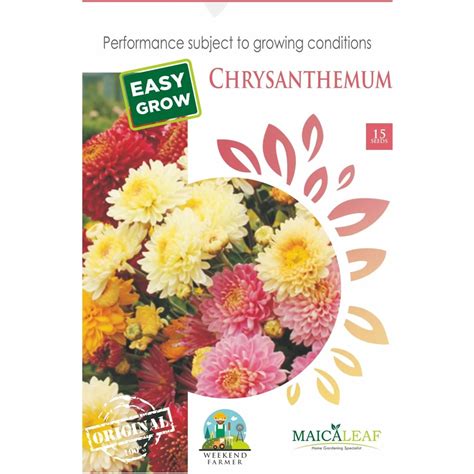 Jual Benih Bunga Krisan Chrysanthemum Bibit Bunga Krisan 15 Benih Mix Color Shopee Indonesia