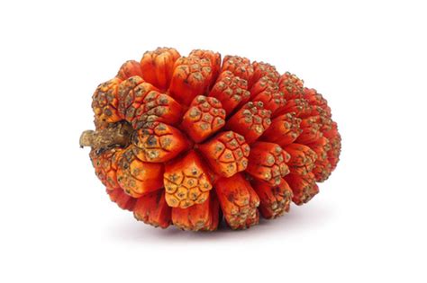 Hala Fruit Kopen? | Fruit uit Zuid | Exotisch Fruit Specialist