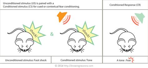 Fear Conditioning Knowing Neurons Knowing Neurons Fear Conditioning Knowing Neurons Knowing Neurons