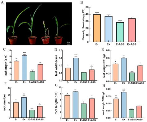 Maize Endophytic Plant Growth Promoting Bacteria Peribacillus Simplex