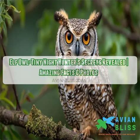 Elf Owl Tiny Night Hunters Secrets Revealed Amazing Facts And Photos