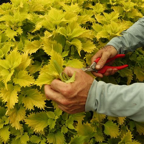 Pruning Cutting Back Coleus Wasabi Tipping Pinders Nursery