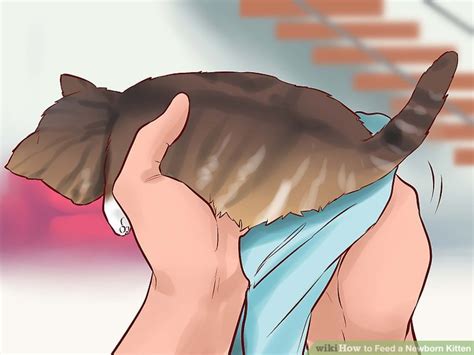 How To Feed A Newborn Kitten 15 Steps With Pictures WikiHow