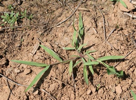 Texas Panicum Mizzou Weedid