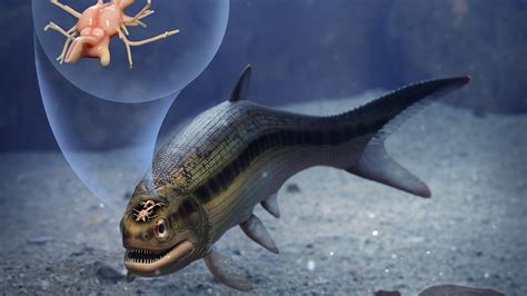 Scientists Discover 319 Million Year Old Fossilized Brain Cnet