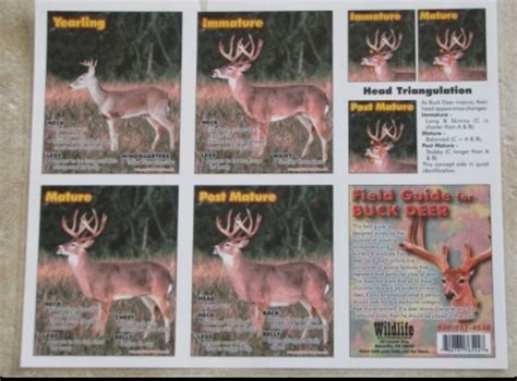 Sizing Deer Album On Imgur