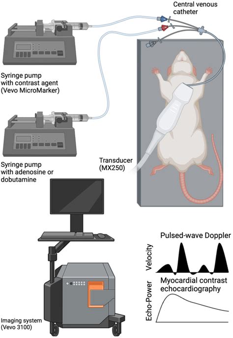 使用经胸脉冲波多普勒和心肌造影超声心动图对大鼠冠状动脉生理学的比较评估 European Radiology Experimental X Mol