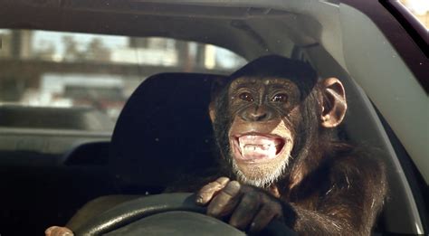 Car Vid Classics Trunk Monkey Driven Car Guide