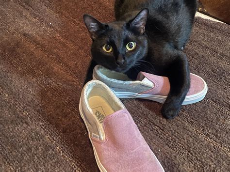 Bendy The Shoe Sniffer R Blackcats
