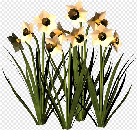 Cut Flowers Plant Stem Grass Flower Png Pngwing