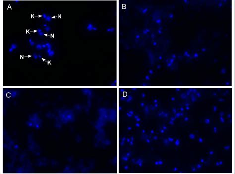 Figure S6 Fluorescence Microscopy Analysis Of Dapi Stained Download Scientific Diagram