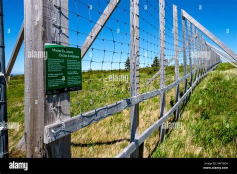 Moose Exclosure Fence Skyline Trail Cabot Trail Cape Breton Highlands National Park Nova