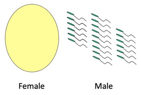 Lecture 7 Sexual Selection Flashcards Quizlet