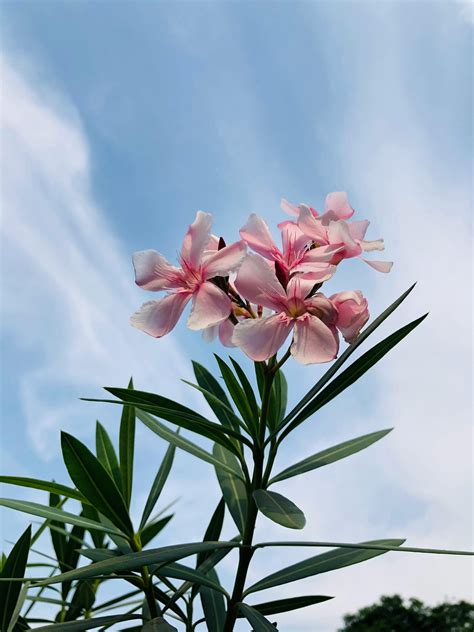 Leafs Backround Photos Download The Best Free Leafs Backround Stock