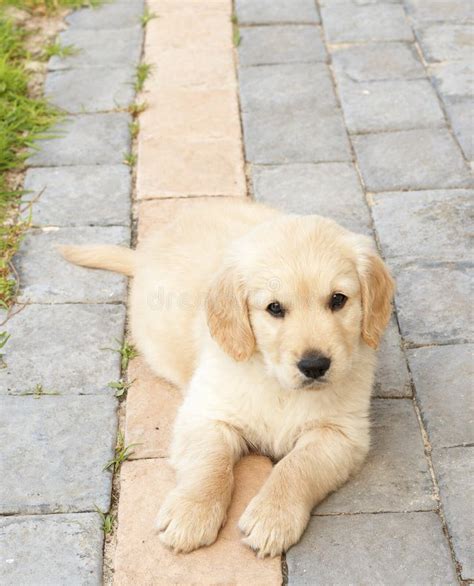 小金黄小狗的猎犬 库存照片 图片 包括有 友谊 逗人喜爱 表达式 似犬 朋友 特写镜头 放血 6482224