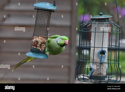The Rose Ringed Parakeet Also Known As The Ring Necked Parakeet