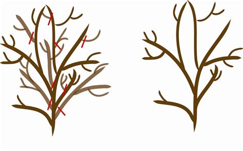 Brantley Snipes Landscape Design Proper Pruning Breaking Bad Trends