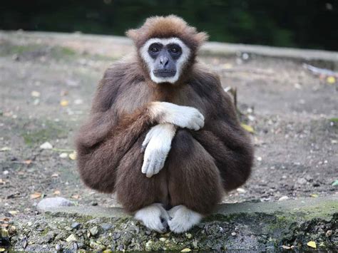 Gibbon Animal Facts Hylobatidae A Z Animals