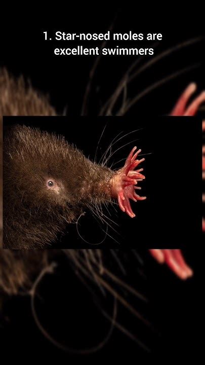 Facts About Star Nosed Mole Starnosedmole Moles Predators