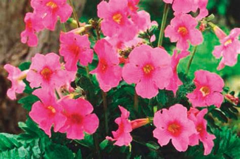 Come Coltivare La Incarvillea Scopri I Bulbi Primaverili Sementi Dotto