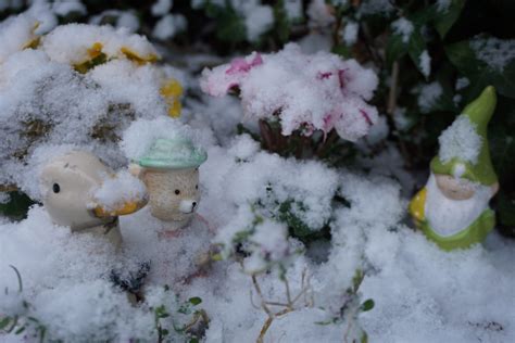 「二度目の雪」もう、いいや‼ やまんばと猫のクーちゃん