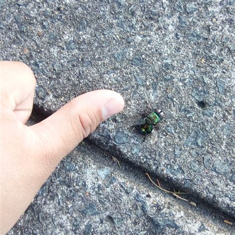 Found This Massive Fly Just Chilling While I Was Walking Home From Work