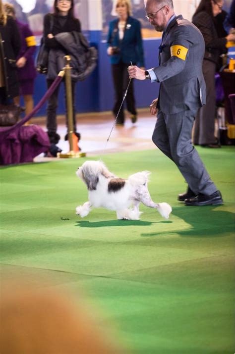 Lowchen Show Photos Gallery Willowcreek Lowchen