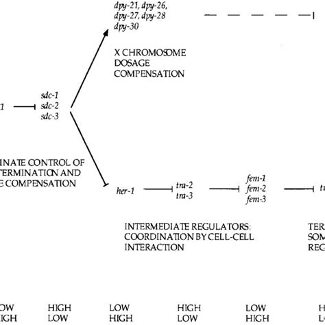 Somatic Sex Determination Pathway In C Elegans The Pathway Involves Download Scientific