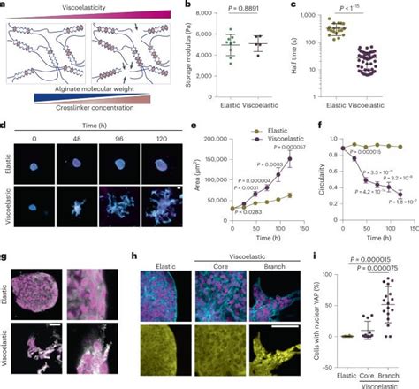 Matrix Viscoelasticity Controls Spatiotemporal Tissue Organization