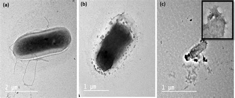 Removal Of Chemical And Microbial Water Pollutants By Cold Plasma Combined Withagtio2‑rgo