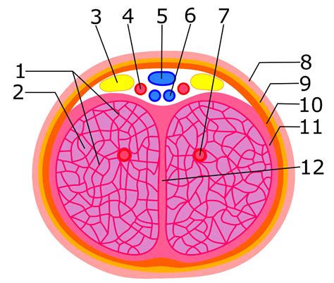 Nerv Dorsal Al Clitorisului Wikipedia