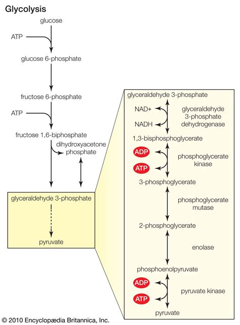 Fermentation Definition Process And Facts Britannica