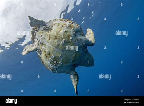 Loggerhead Sea Turtle Is Looking For Food On The Open Ocean Turtle