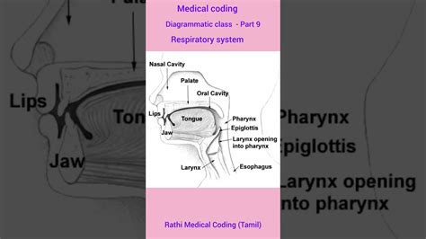 Medical Coding Anatomy Diagram Rathi Medical Coding Tamil Youtube