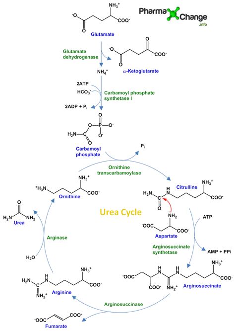 Urea Cycle