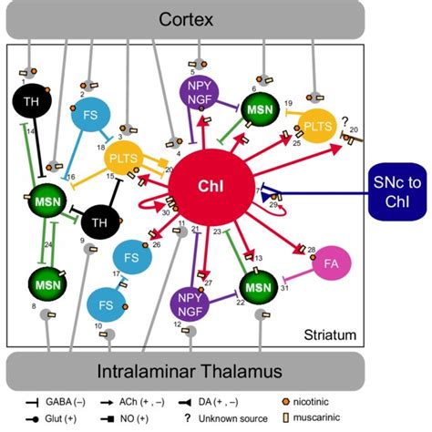 Connectivity Of Cholinergic Interneurons In Striatal Microcircuits