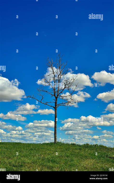 A Tree With No Leaves Growing On Top Of A Green Space In Alberta Canada Stock Photo Alamy