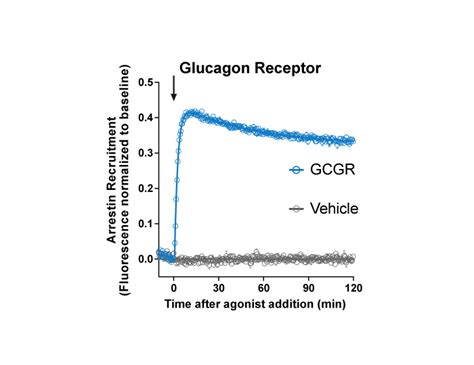 Borealis Arrestin Gcgr D2140g Montana Molecular