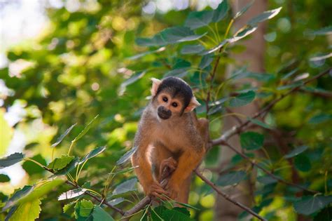 A Guide To The Wildlife In Costa Ricas Rainforests — Traverse Journeys