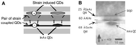 A Schematic Of The Qd Memory Struc Ture Showing Pairs Of