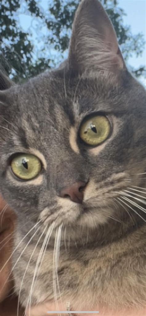 Black Dot On Cats Iris R Catcare