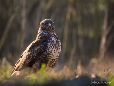 Bussard