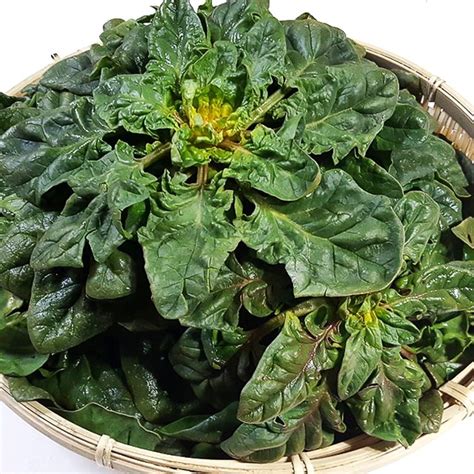 [신안 비금도 직송] 섬초 시금치 1kg 실중량 홈플러스 택배배송