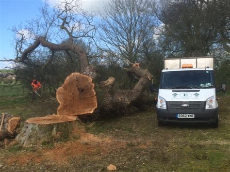 Tree Surgery Eden Woodlands Consultants Ltd Are A Cumbrian Based